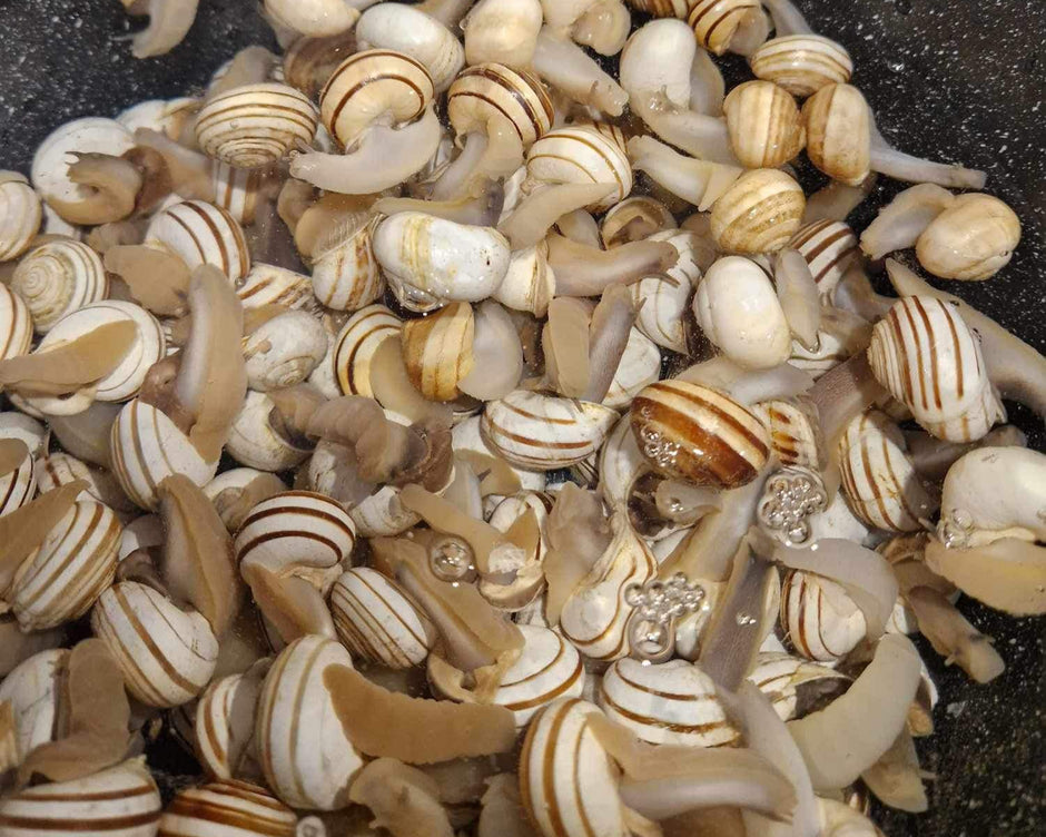 Lumaca Italia - Escargot Fresche, Lumache Gourmet e Piatti Gourmet ...