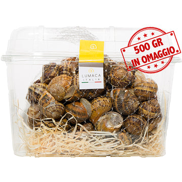 Lumaca Italia - Escargot Fresche, Lumache Gourmet e Piatti Gourmet ...